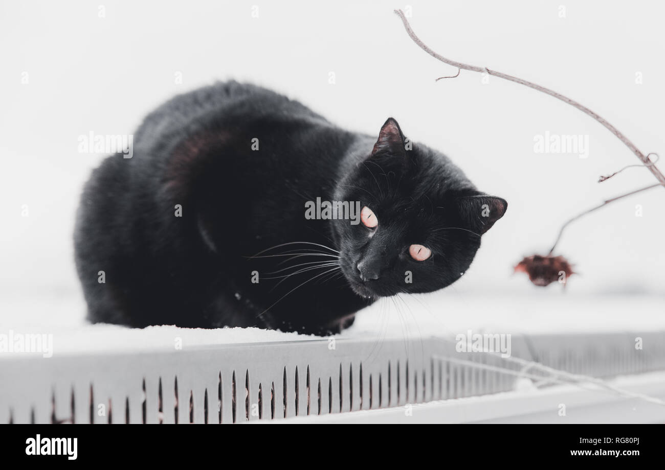Grumpy cat snow hi-res stock photography and images - Alamy