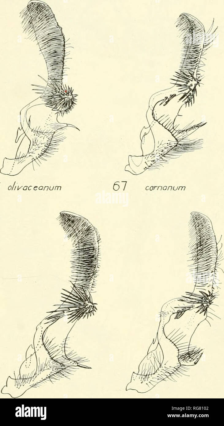 Nitid hi-res stock photography and images - Alamy