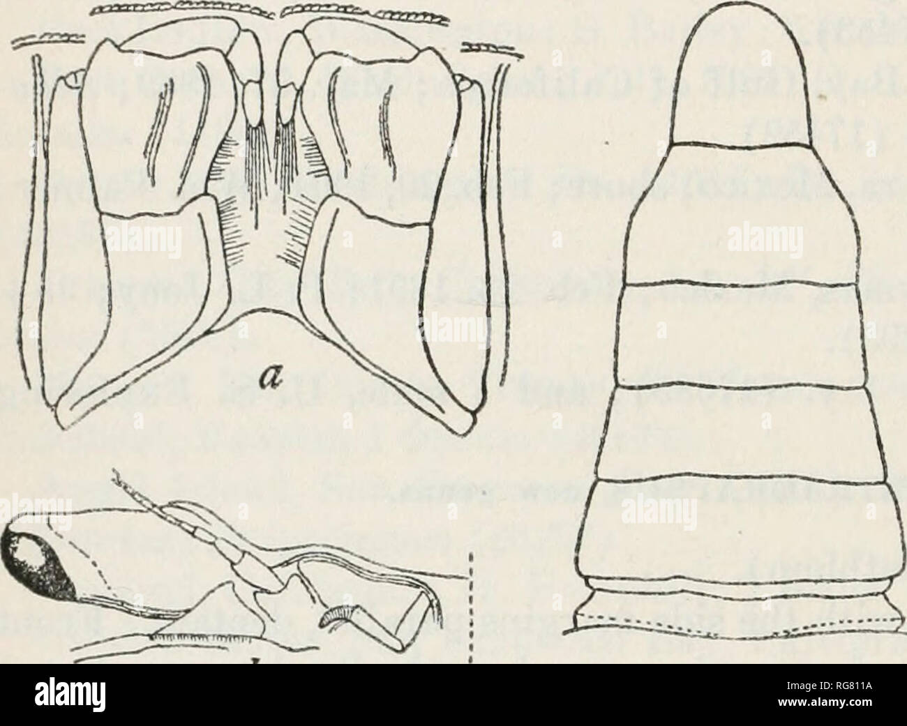 Epigastric region hi-res stock photography and images - Alamy