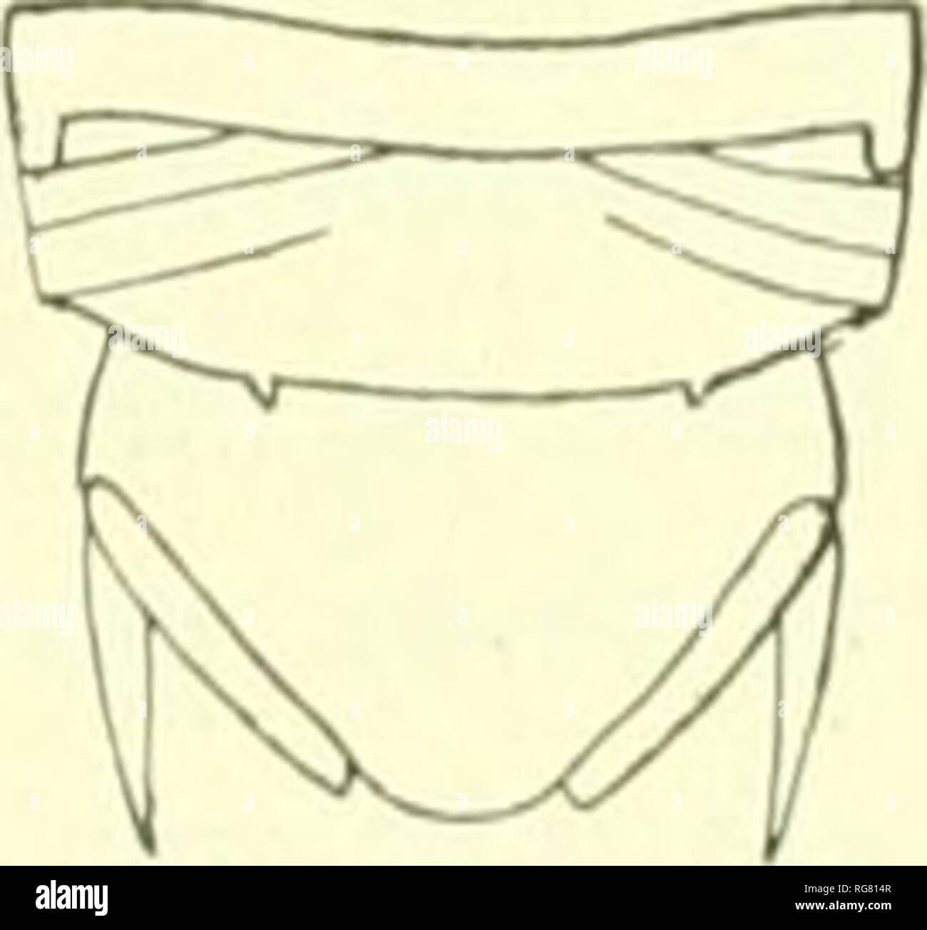 . Bulletin - United States National Museum. Science. The first segment ...