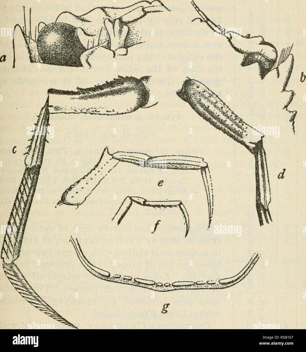 . Bulletin - United States National Museum. Science. THE GEAPSOID CBABS ...