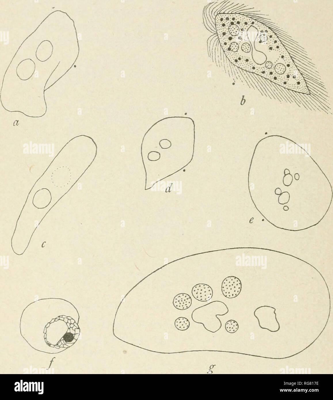 . Bulletin - United States National Museum. Science. 132 BULLETIN 120 ...