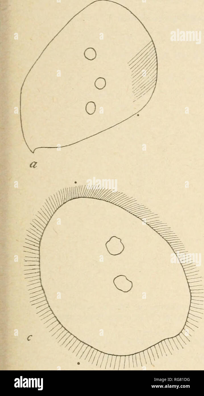 Opalinidae hi-res stock photography and images - Alamy