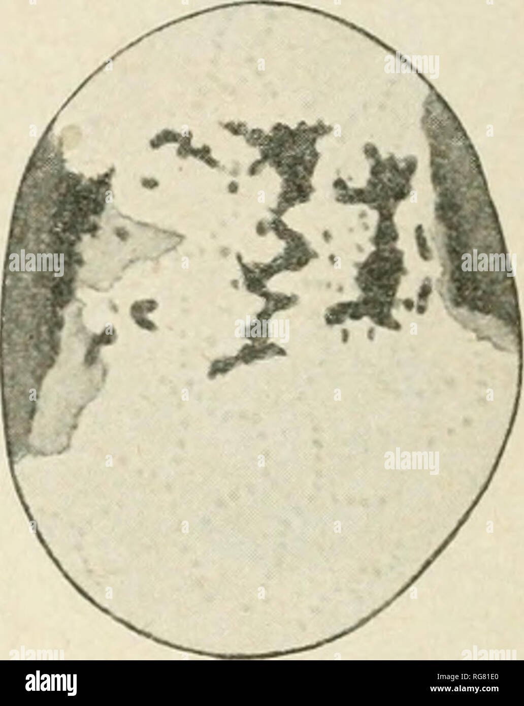 . Bulletin - United States National Museum. Science. Fig. 86 ...