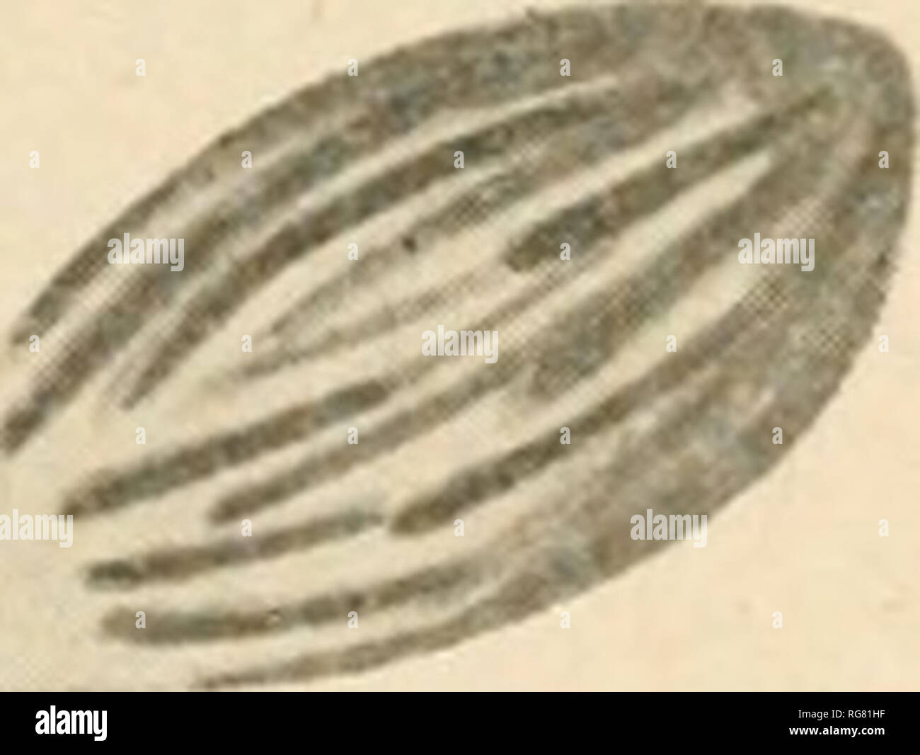 Stages of mitosis hi-res stock photography and images - Alamy