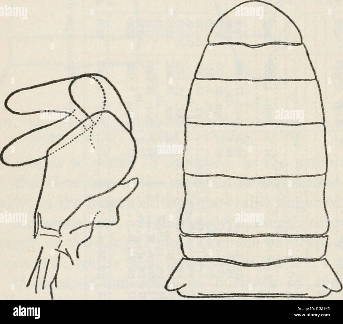 . Bulletin - United States National Museum. Science. 158 BULLETIN 97 ...