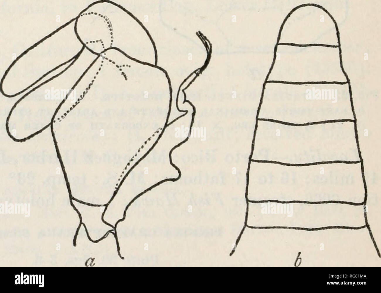 Densely curved ridges hi-res stock photography and images - Alamy