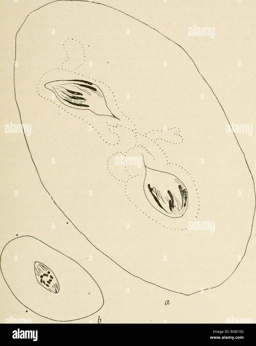 . Bulletin - United States National Museum. Science. THE OPALINID ...