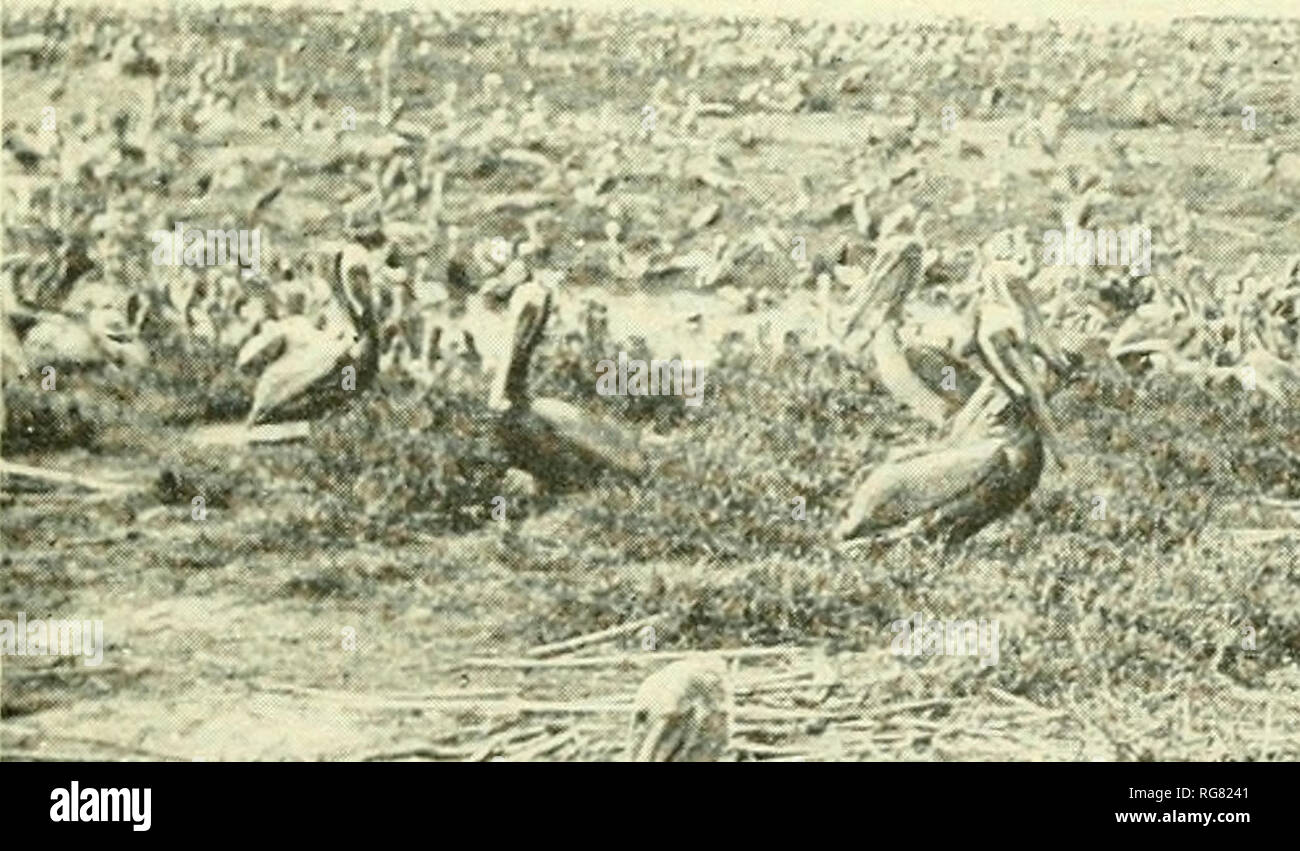 . Bulletin - United States National Museum. Science. Pelican Island ...