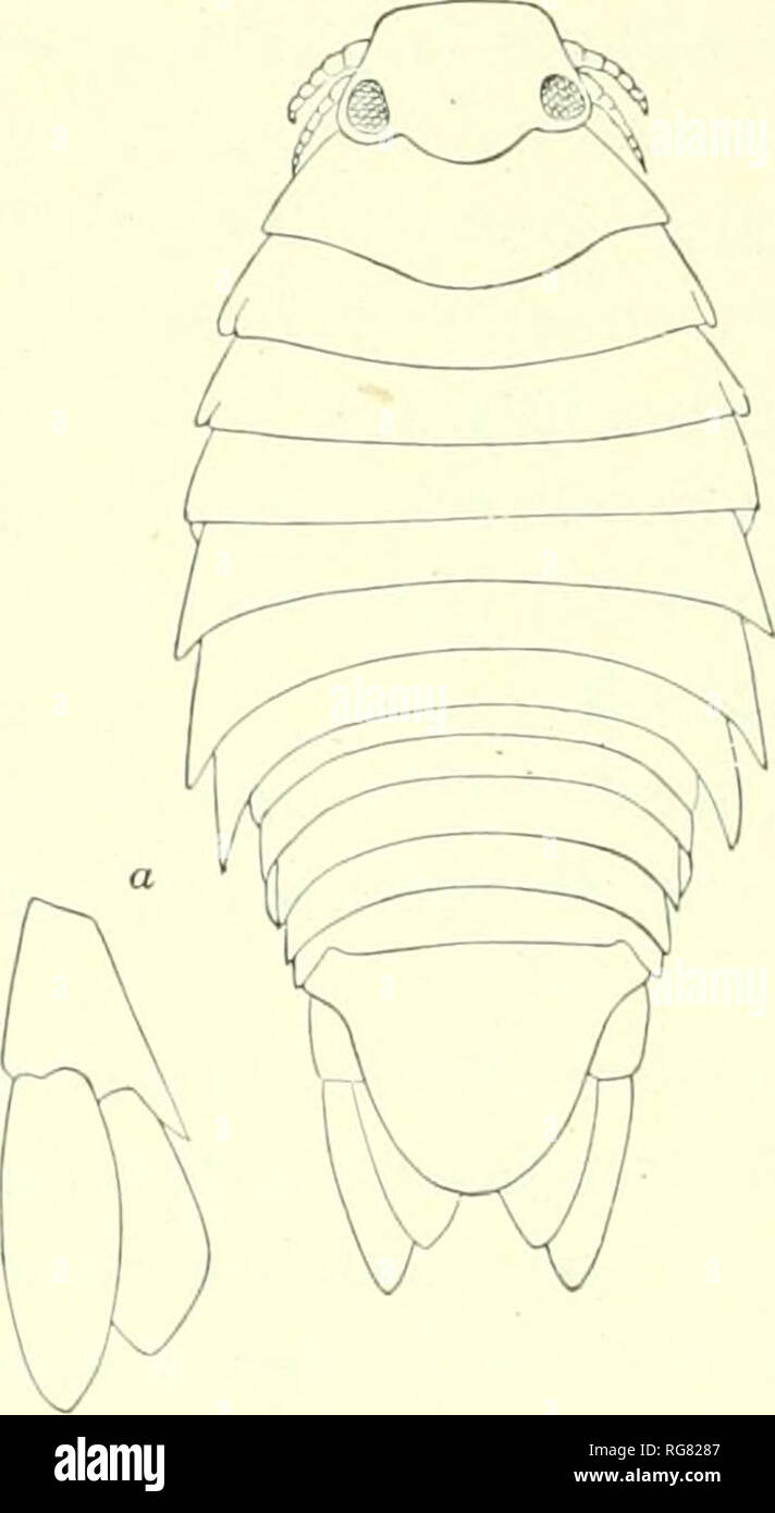. Bulletin - United States National Museum. Science. 224 BULLETIN 54 ...