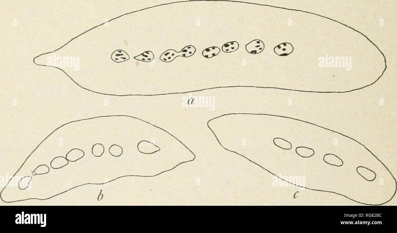. Bulletin - United States National Museum. Science. 84 BULLETIN 120 ...