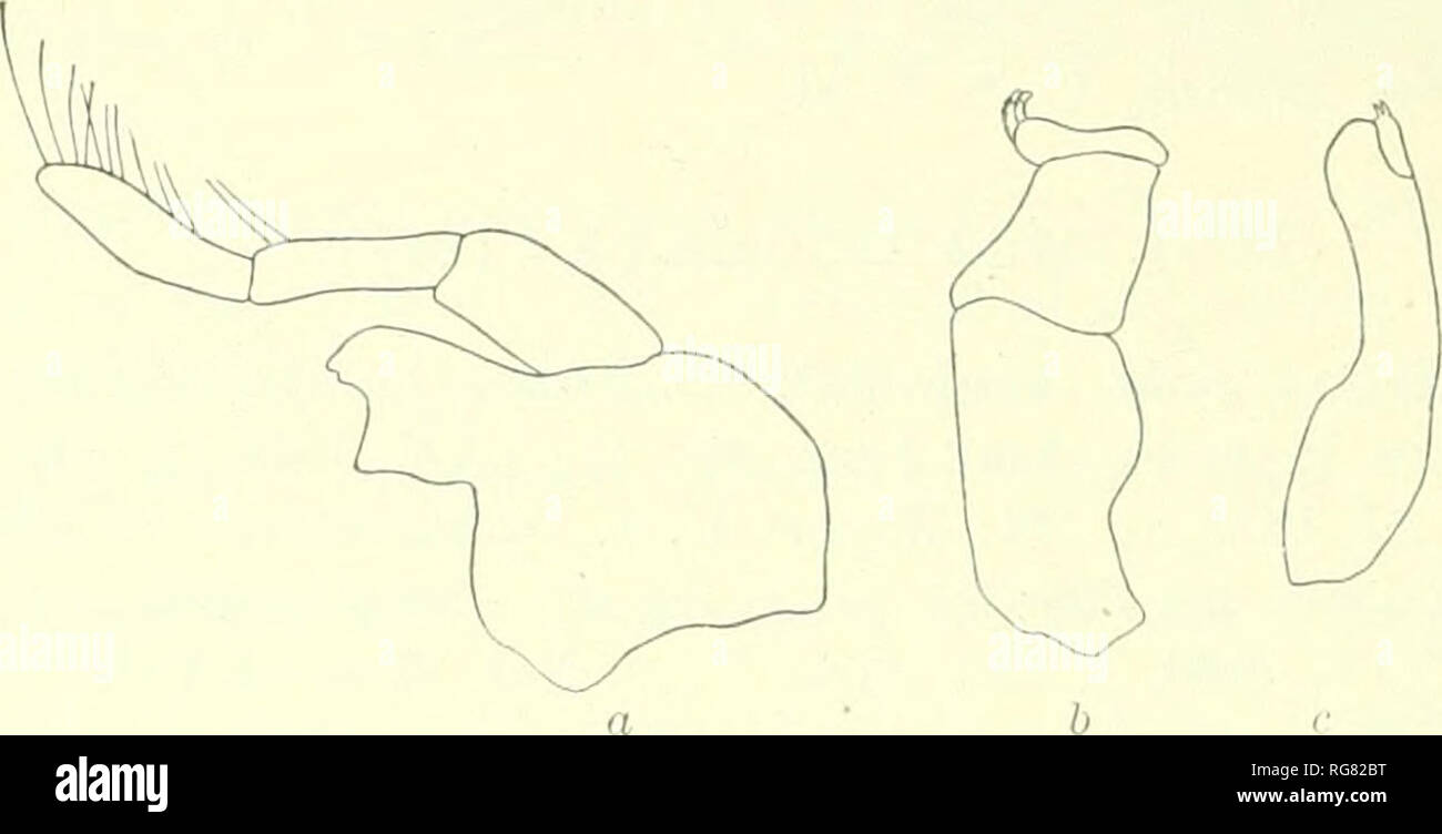 . Bulletin - United States National Museum. Science. 218 BULLETIN 54 ...