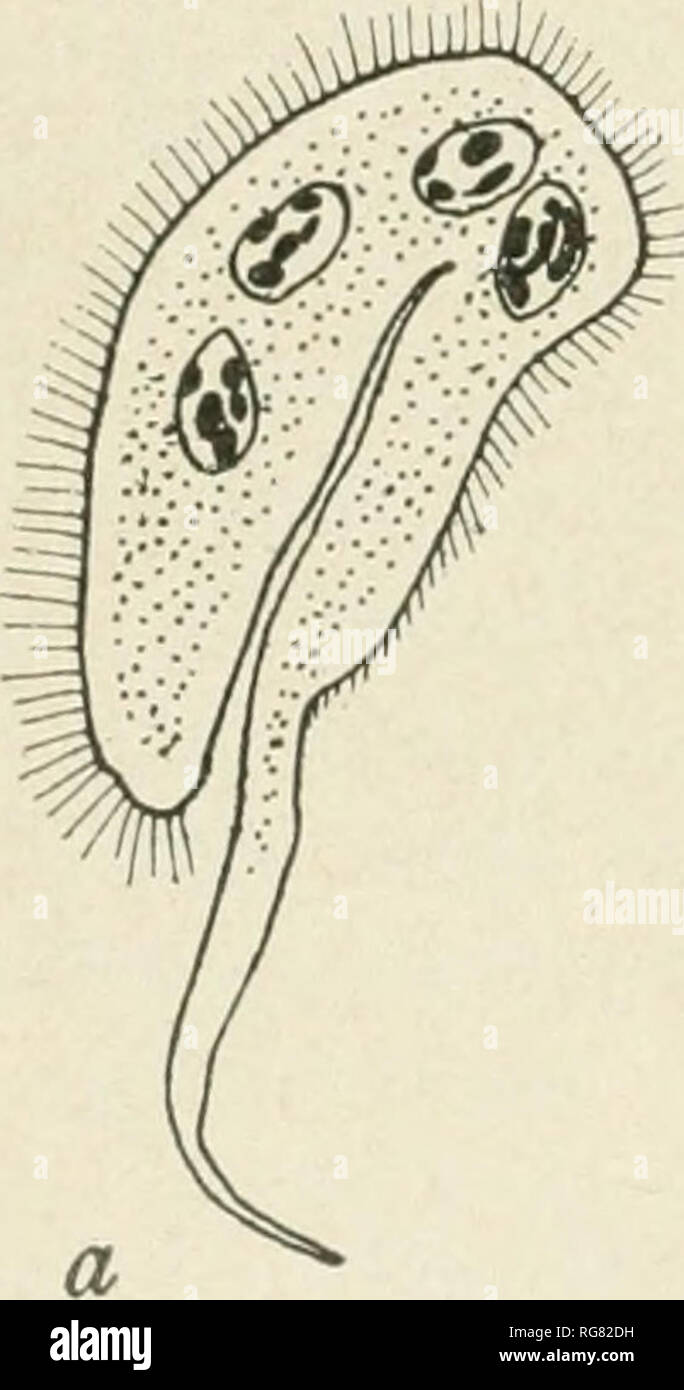 . Bulletin - United States National Museum. Science. 82 BULLETIN 120 ...