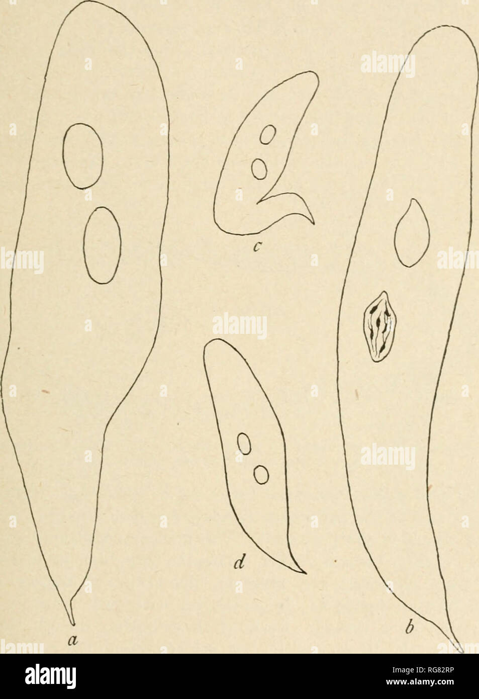 Anaphase stage mitosis hi-res stock photography and images - Alamy