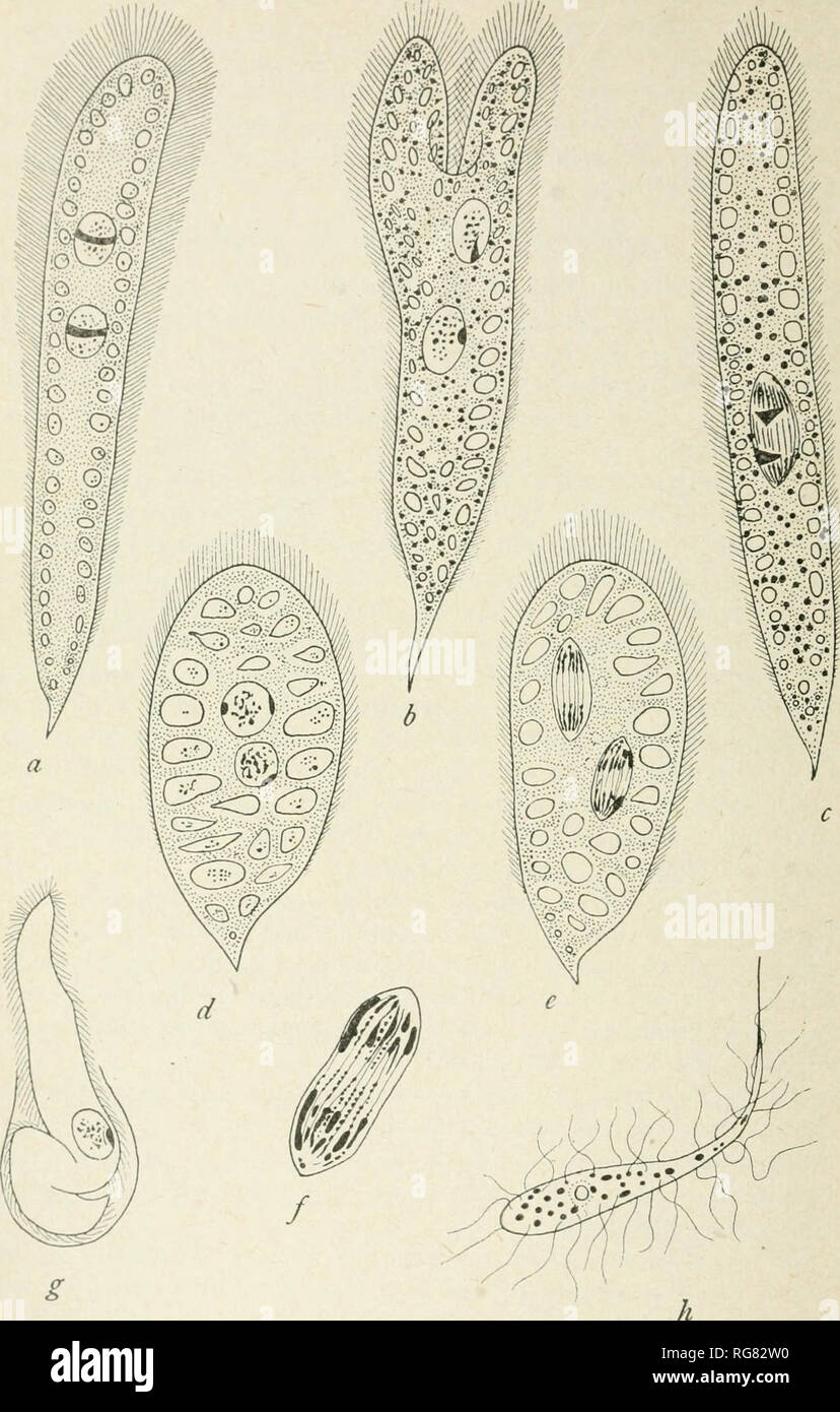 . Bulletin - United States National Museum. Science. 64 BULLETIN 120 ...