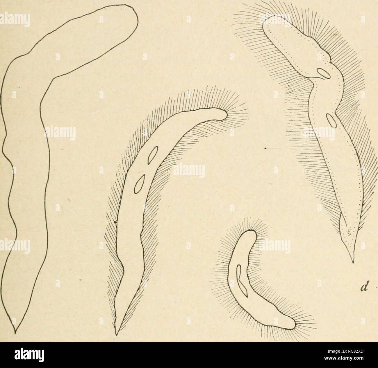 . Bulletin - United States National Museum. Science. THE OPAI.INID CH ...