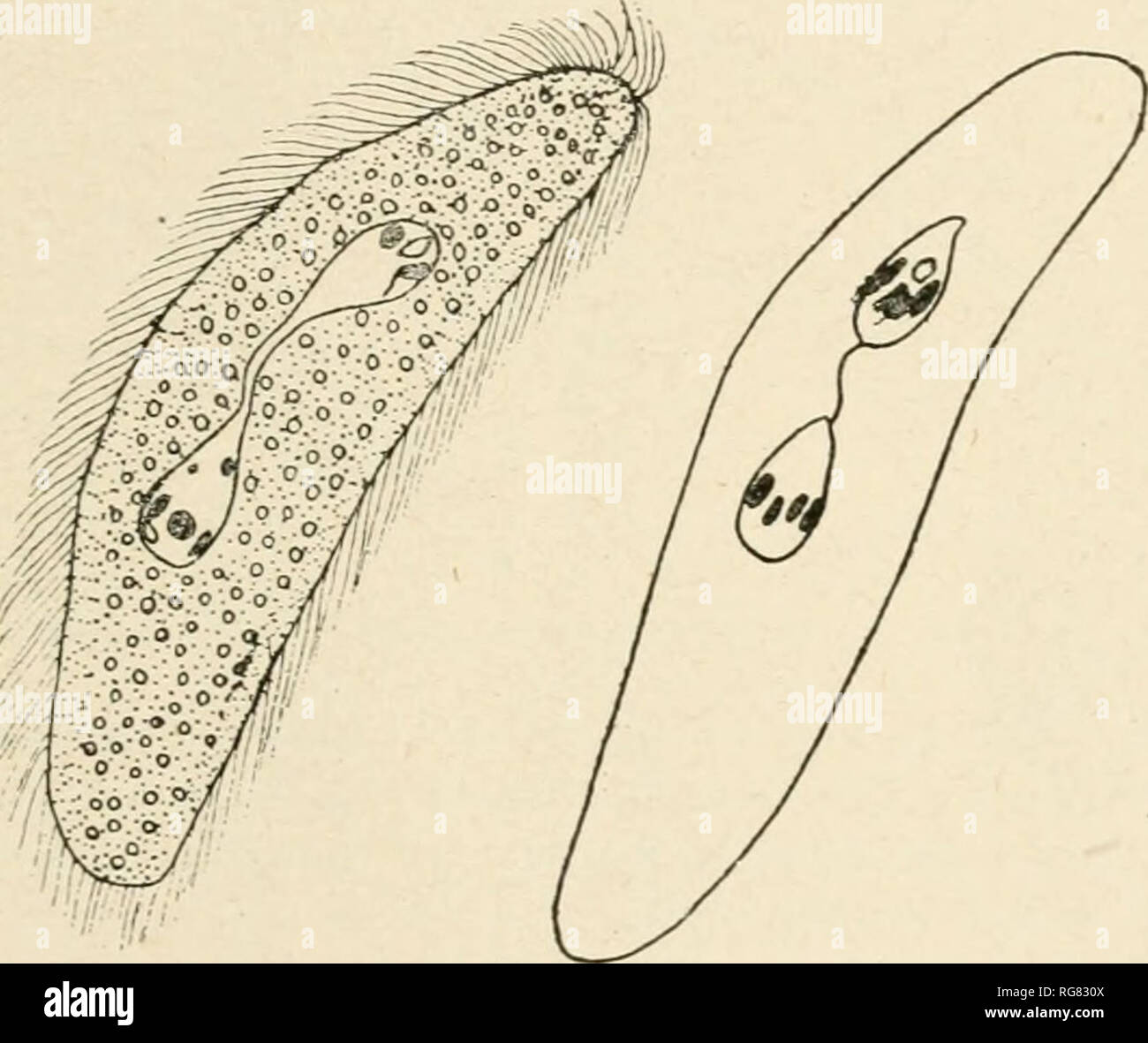 . Bulletin - United States National Museum. Science. THE OPALINID ...