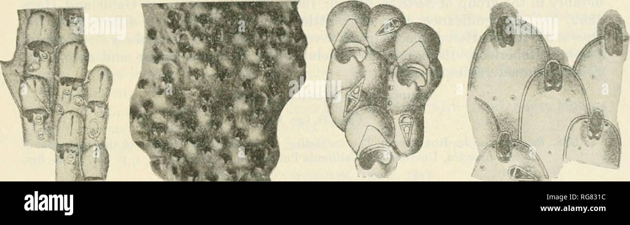 Tertiary Branches High Resolution Stock Photography and Images - Alamy