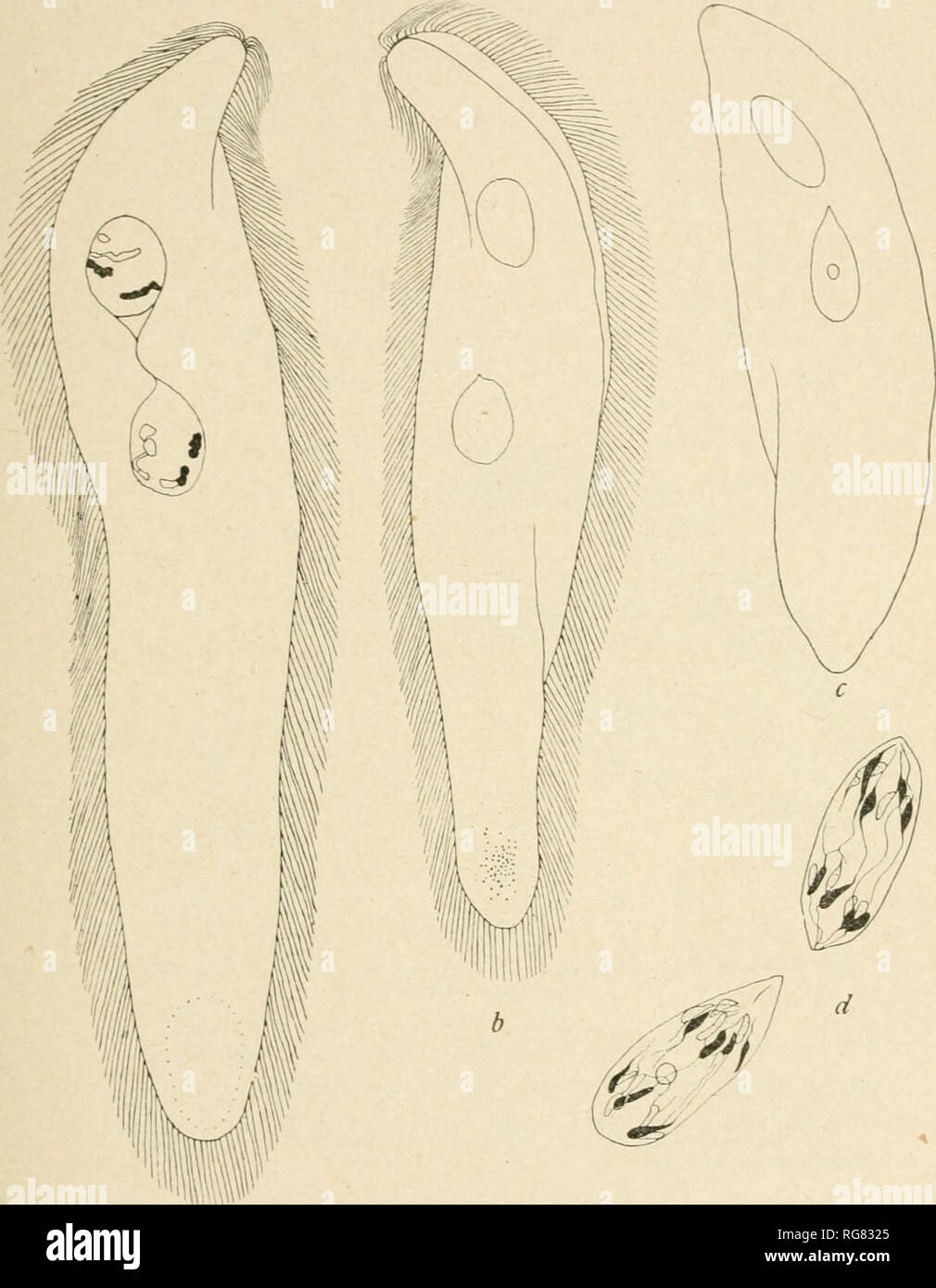 Anaphase of mitosis hi-res stock photography and images - Alamy