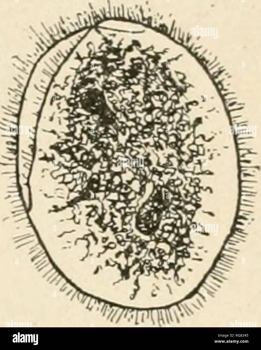 Protozoa drawings hi-res stock photography and images - Alamy
