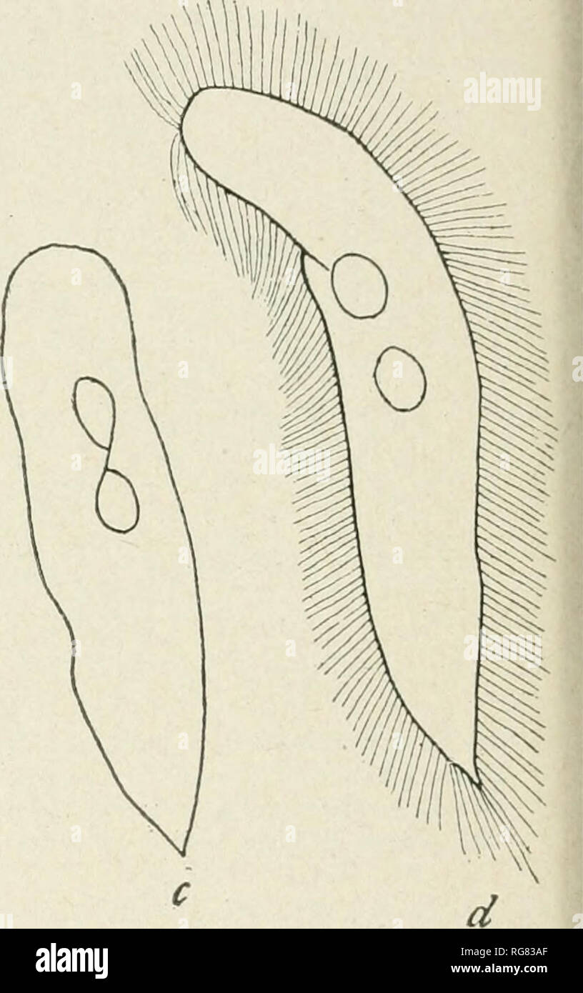 . Bulletin - United States National Museum. Science. Fig. 21 ...