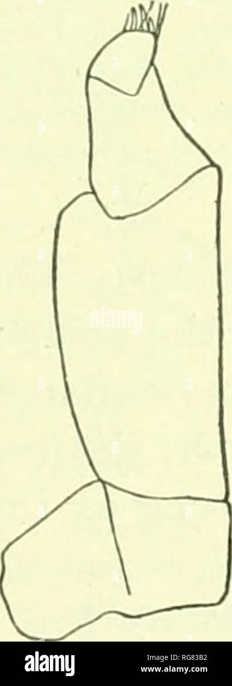 Prehensile feet hi-res stock photography and images - Alamy