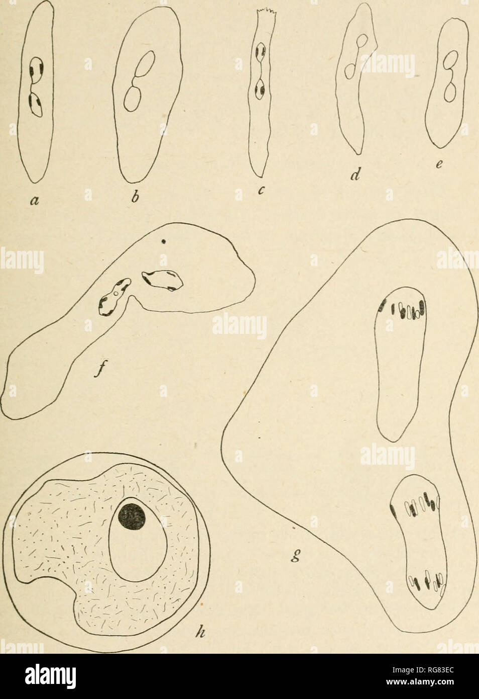 . Bulletin - United States National Museum. Science. THE OPALINID ...