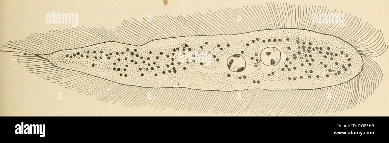 Taxonomic description hi-res stock photography and images - Alamy