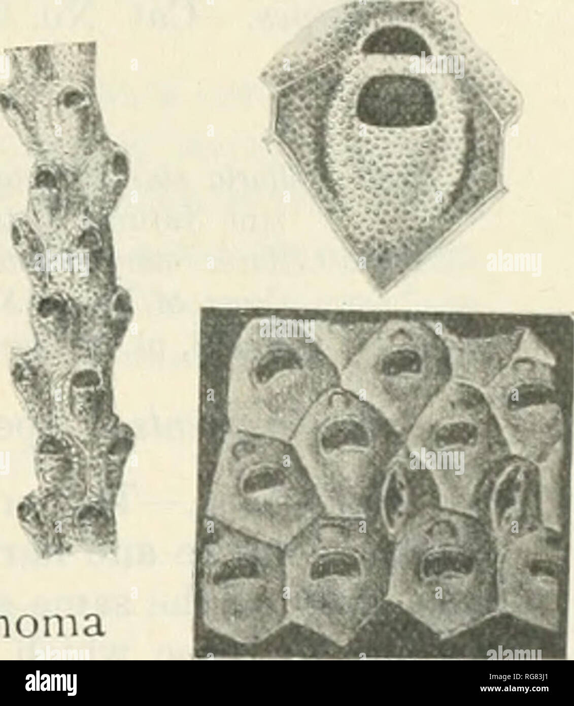 Cellariidae hi-res stock photography and images - Alamy