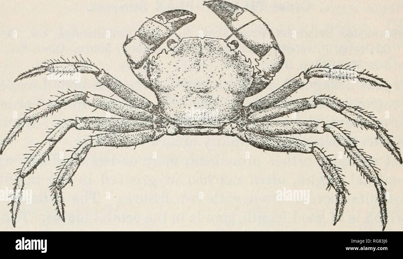 Sloping Teeth High Resolution Stock Photography and Images - Alamy