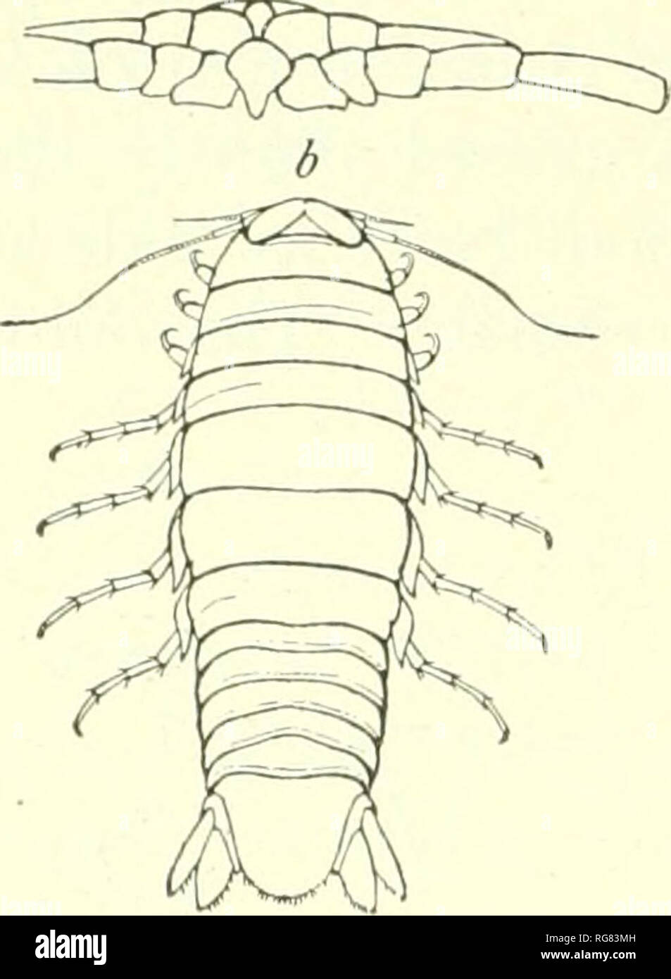 . Bulletin - United States National Museum. Science. 178 BULLETIN 54 ...