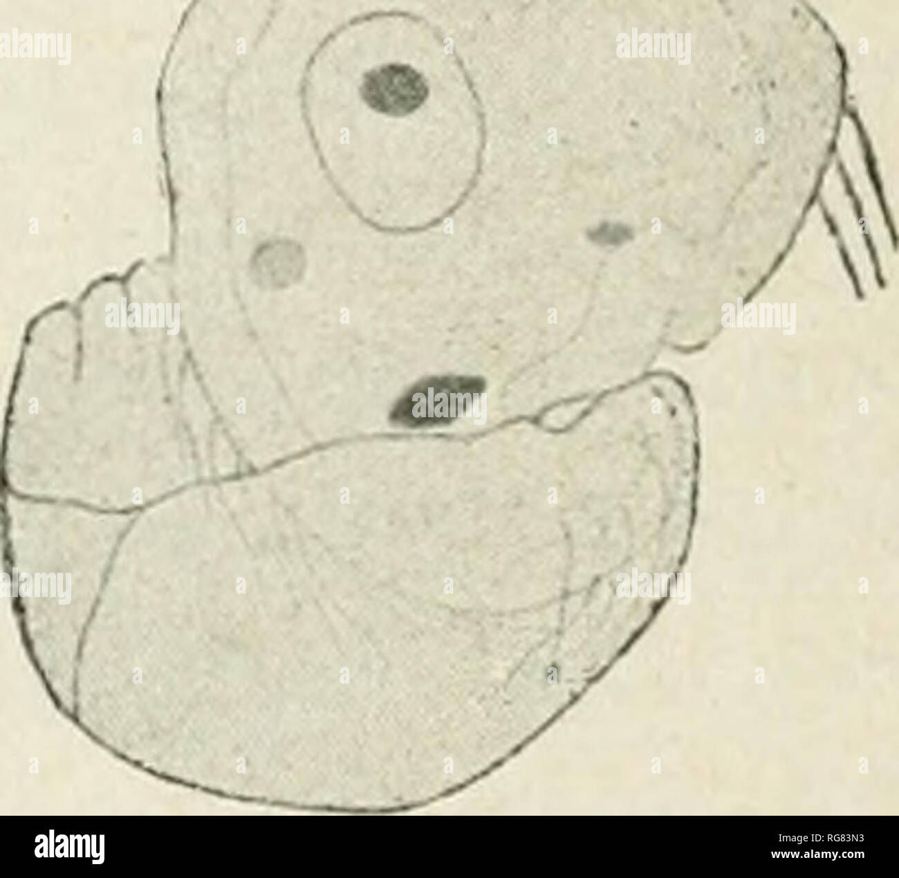 . Bulletin - United States National Museum. Science. a '^.. d ^ J Fig ...