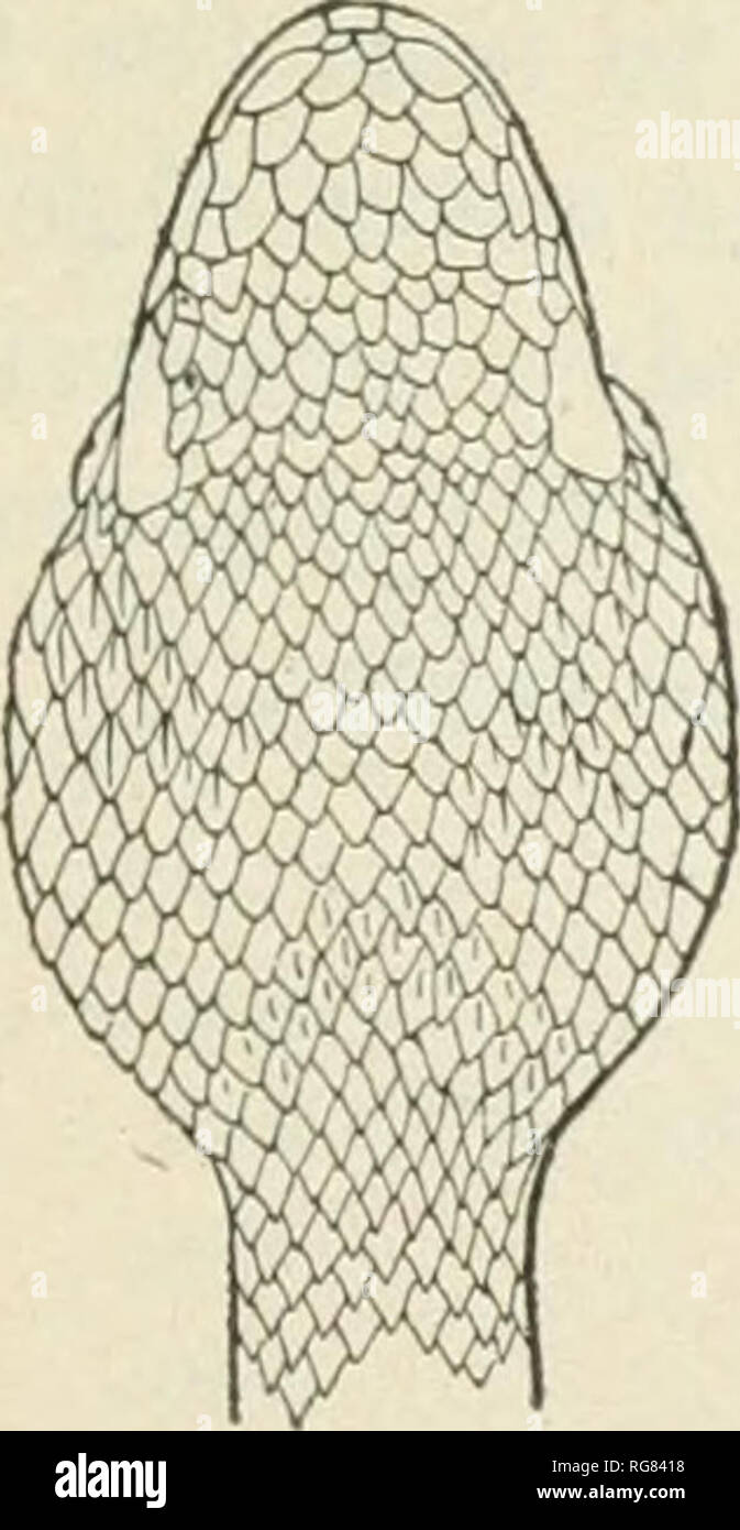 Lachesis trigonocephalus hi-res stock photography and images - Alamy