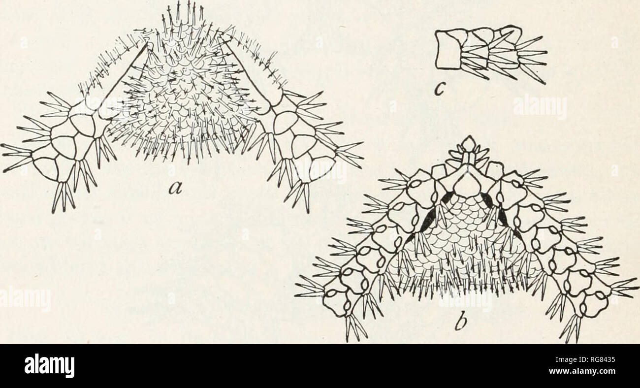 Tentacle like arms hi-res stock photography and images - Alamy