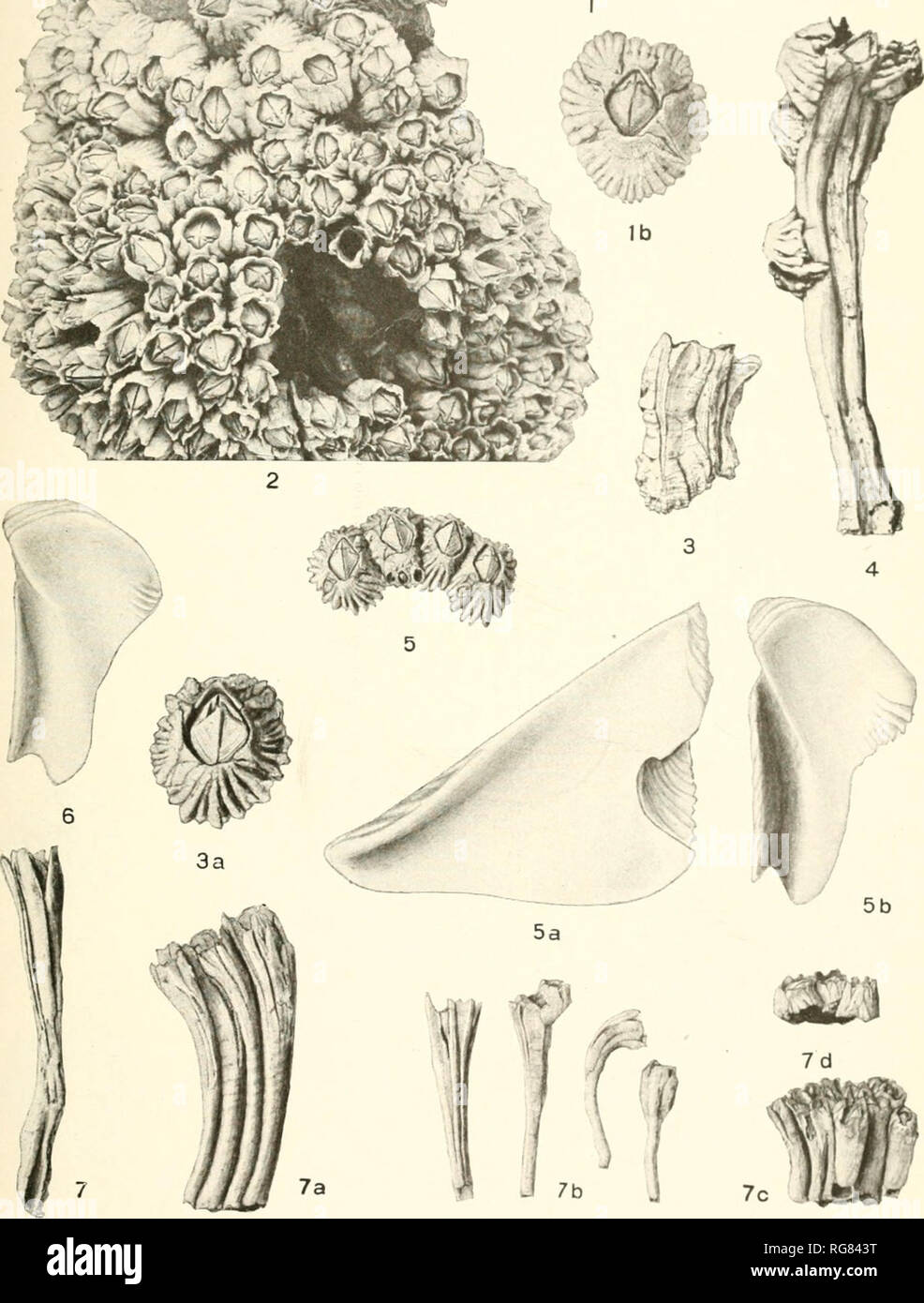 S balanoides hi-res stock photography and images - Alamy