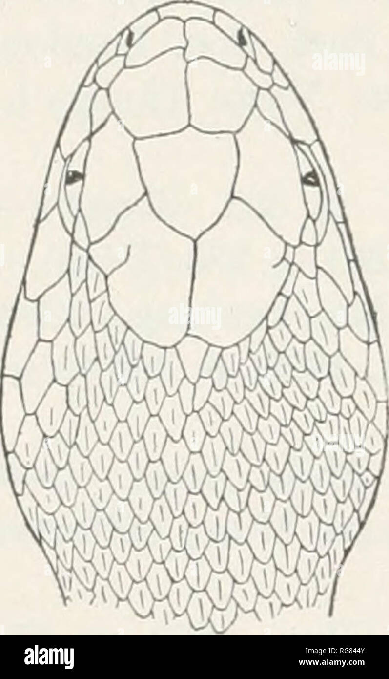 Supralabial scales hi-res stock photography and images - Alamy