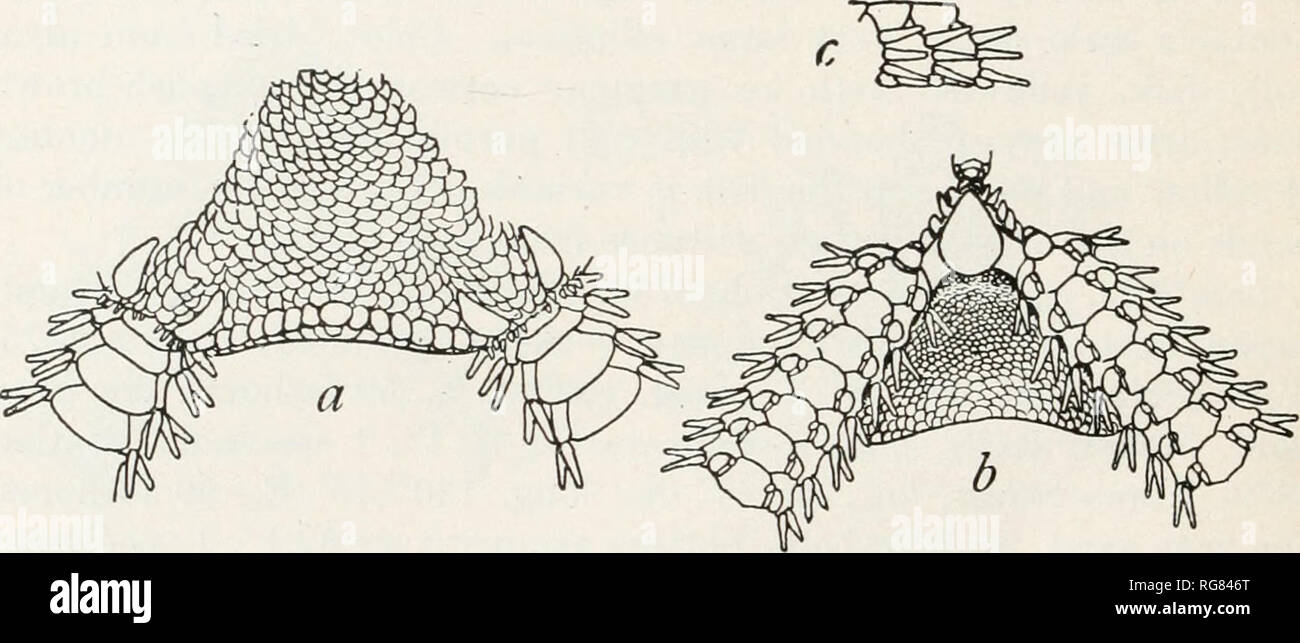 . Bulletin - United States National Museum. Science. 178 BULLETIN 75 ...