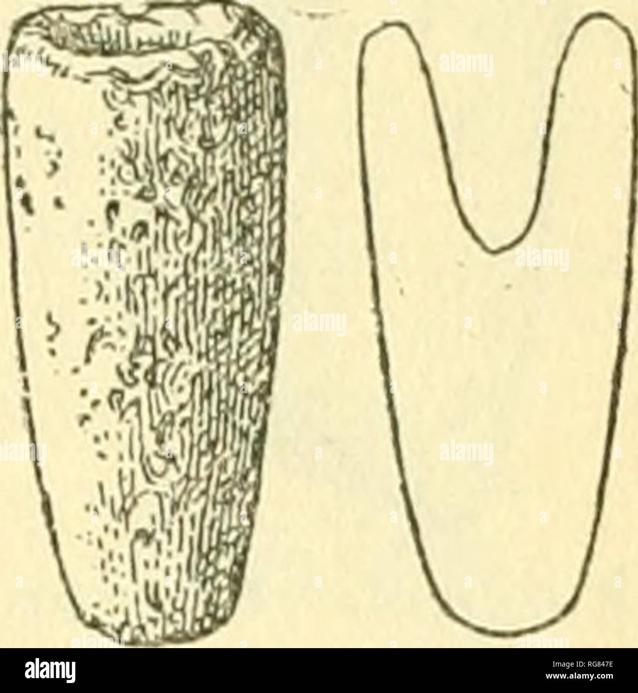 Hollow stalk hi-res stock photography and images - Alamy