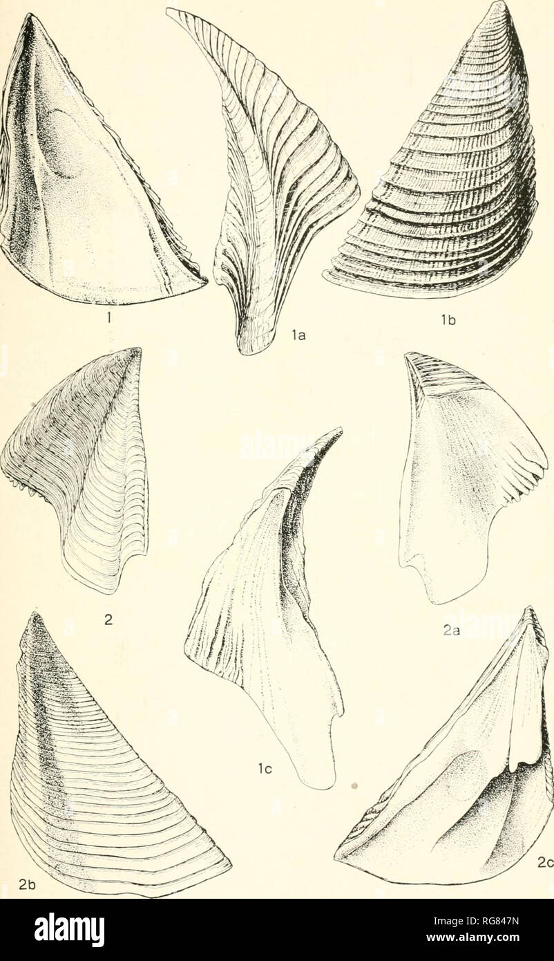 Belanus hi-res stock photography and images - Alamy