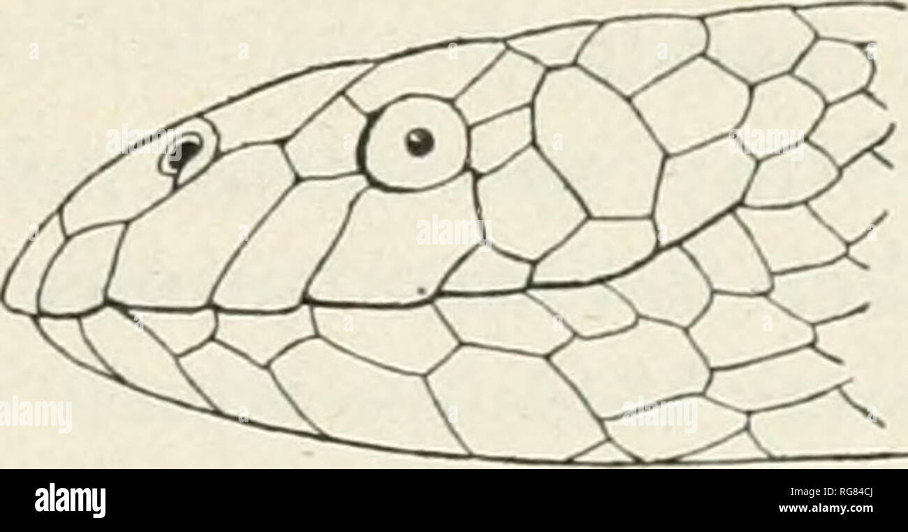 . Bulletin - United States National Museum. Science. HERPETOLOGY OF ...