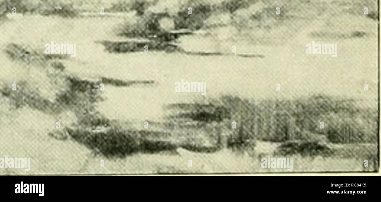 Antrodemus valens hi-res stock photography and images - Alamy