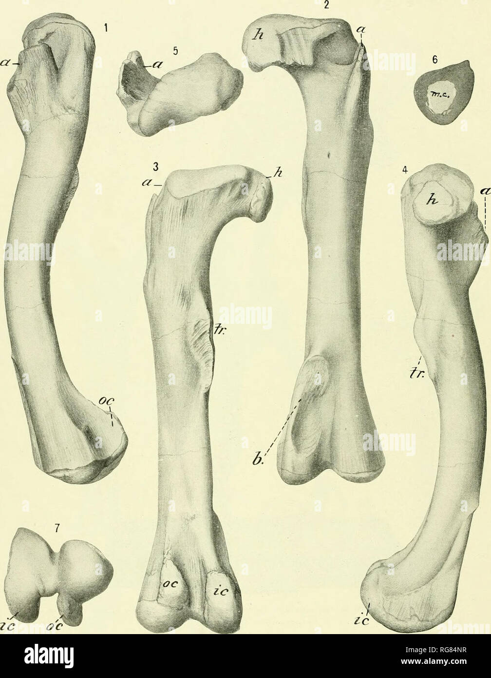 Antrodemus valens hi-res stock photography and images - Alamy