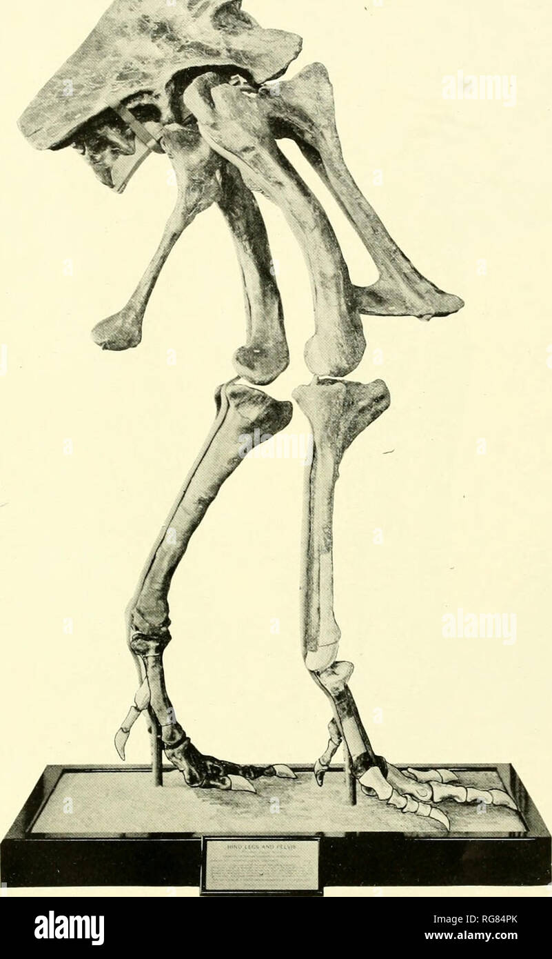 Antrodemus hi-res stock photography and images - Alamy