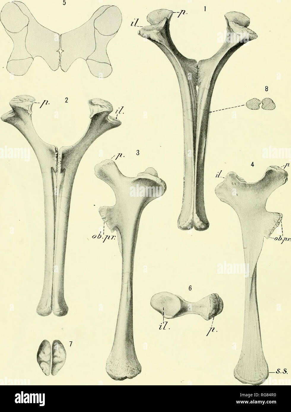 Antrodemus hi-res stock photography and images - Alamy