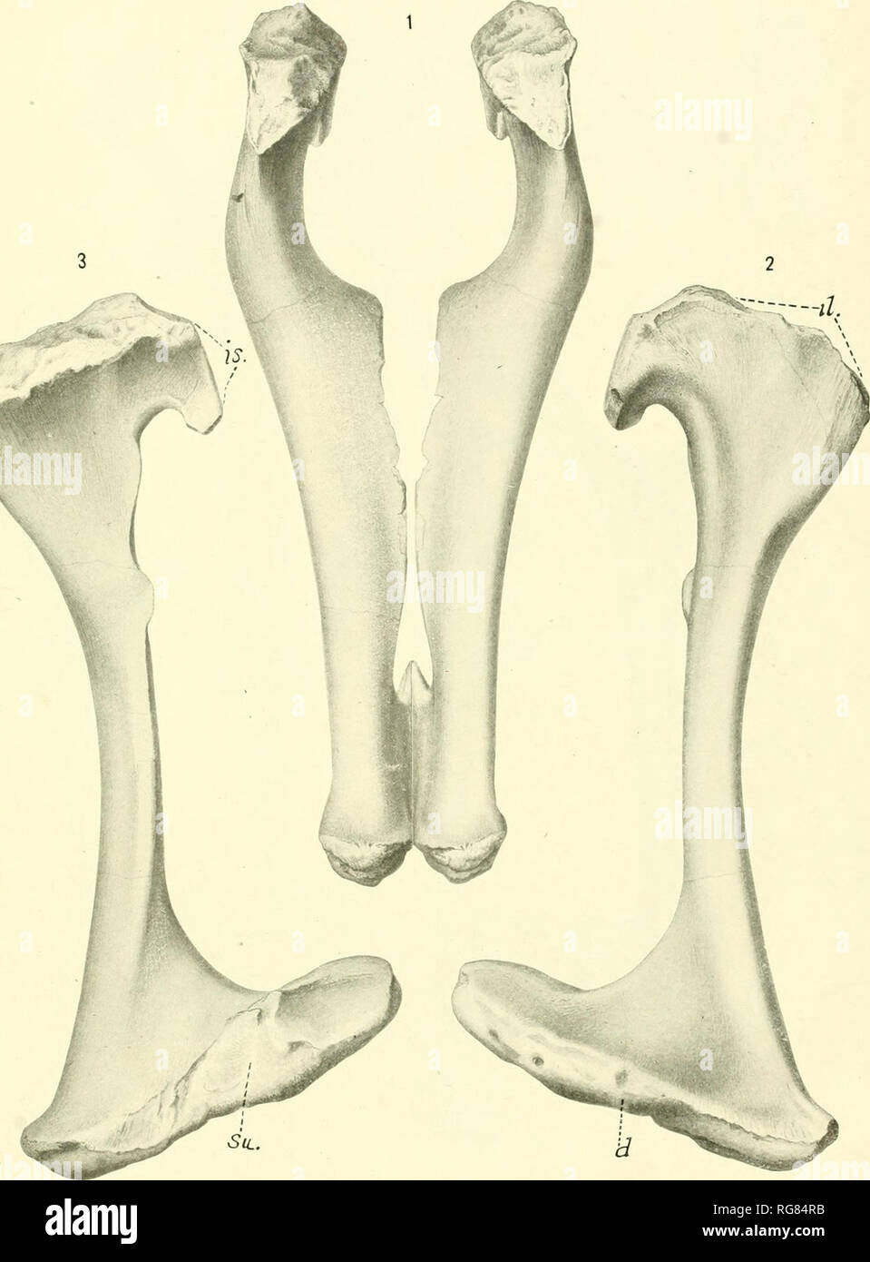 Antrodemus hi-res stock photography and images - Alamy