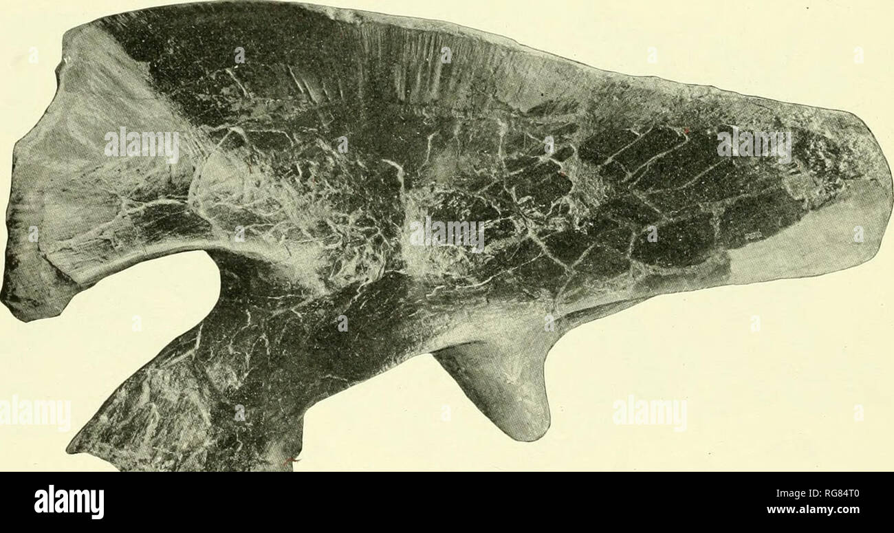 Antrodemus hi-res stock photography and images - Alamy