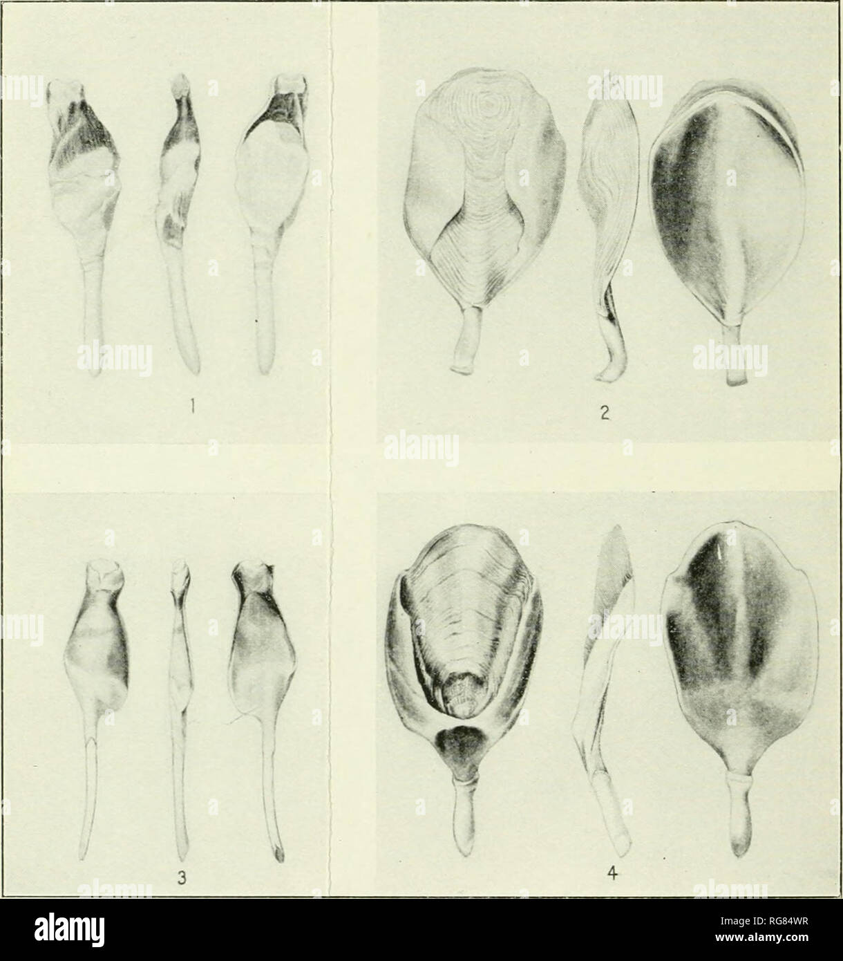 Shipworms hi-res stock photography and images - Alamy