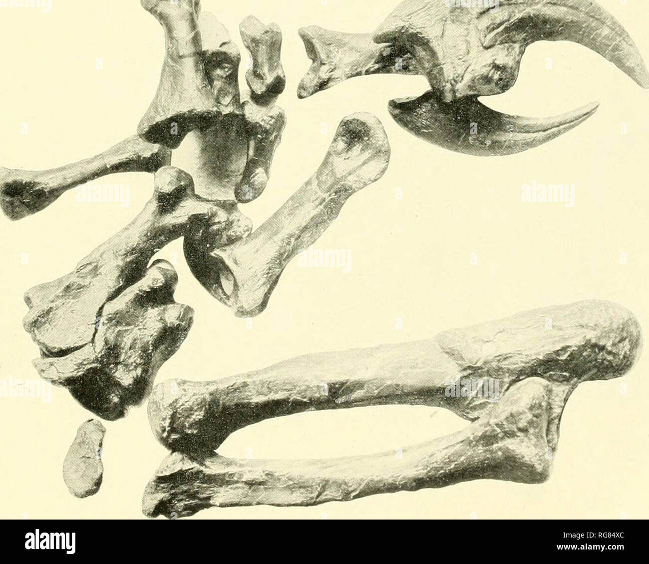 Antrodemus hi-res stock photography and images - Alamy