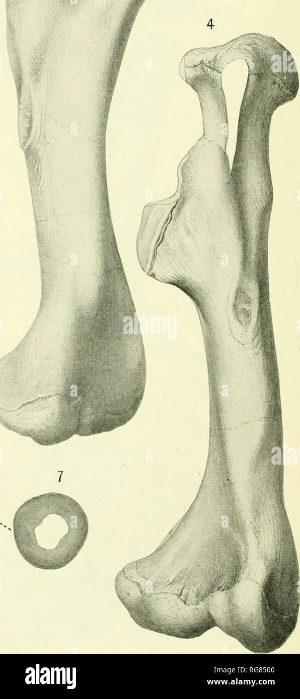 Antrodemus valens hi-res stock photography and images - Alamy