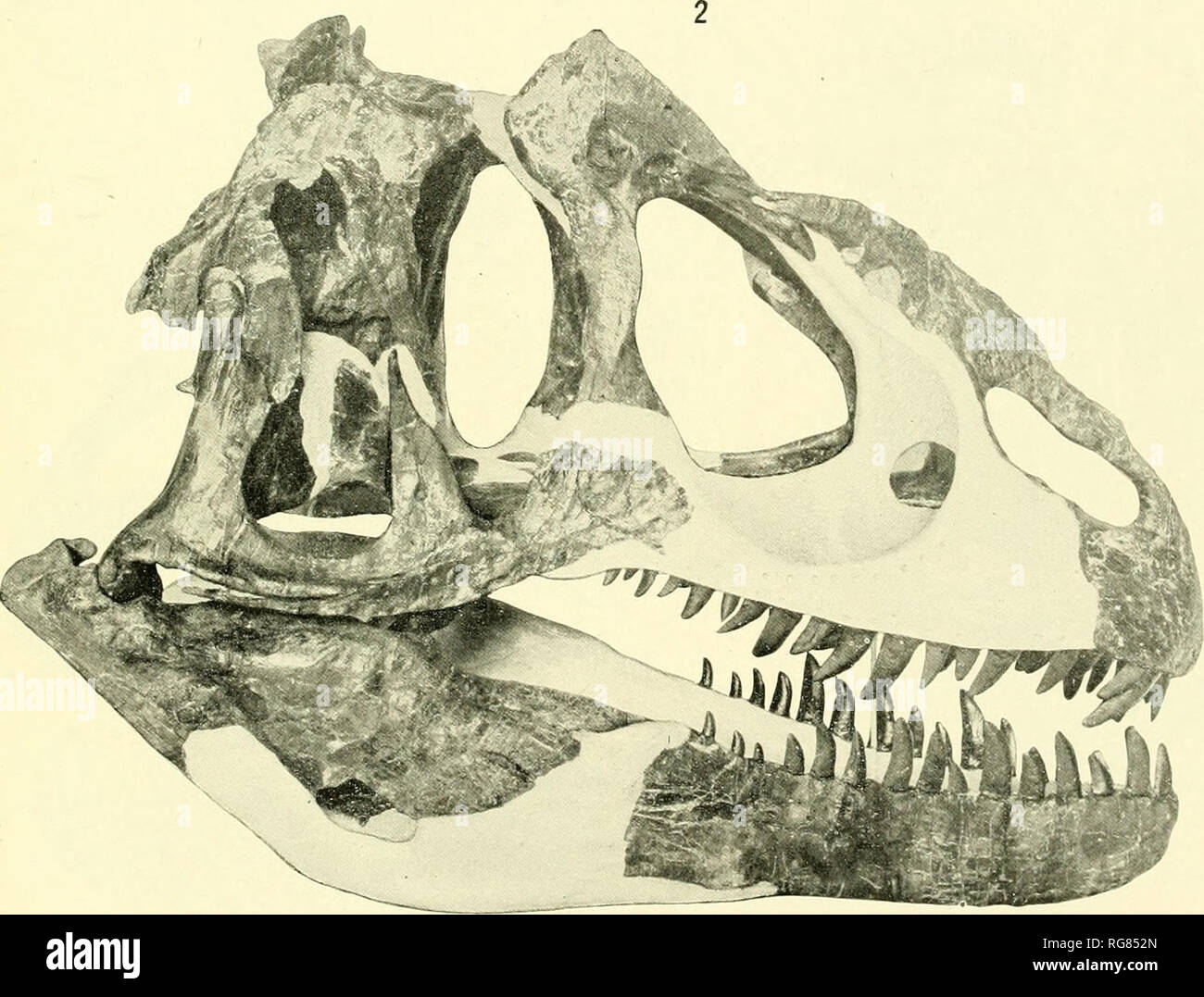 Antrodemus hi-res stock photography and images - Alamy